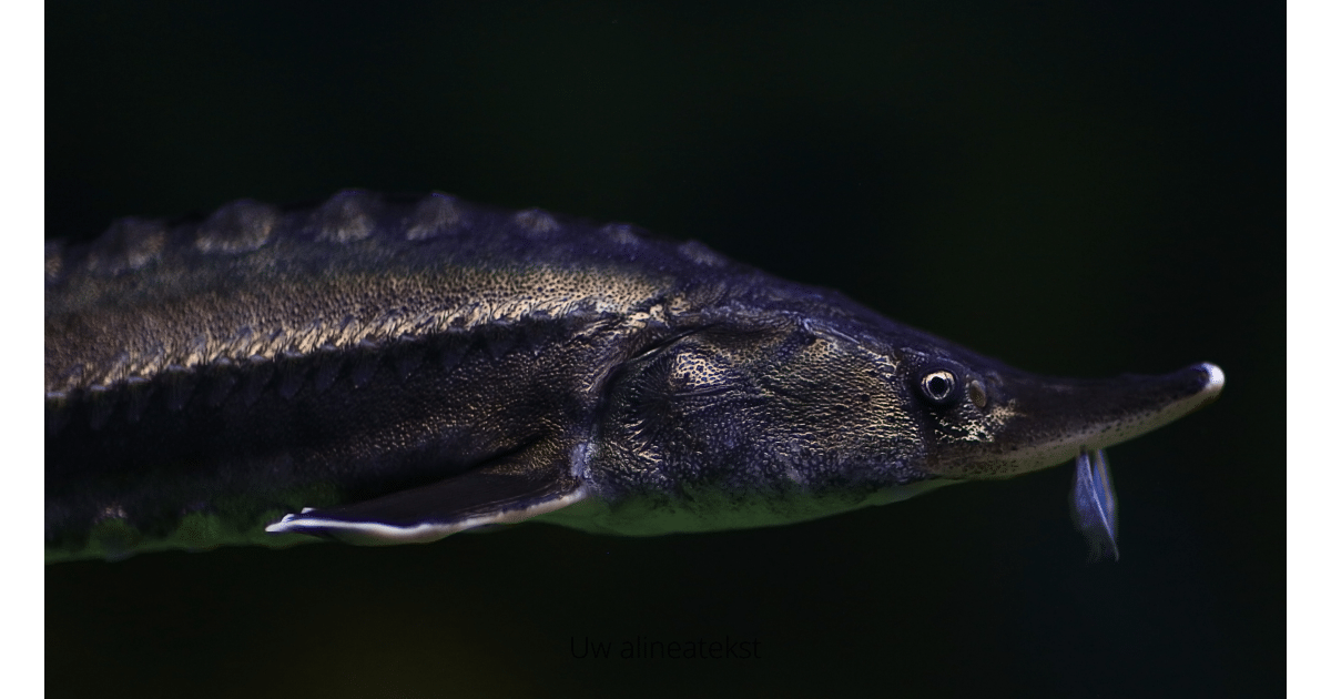 Koi & Co - Een steur in uw vijver, waarop te letten