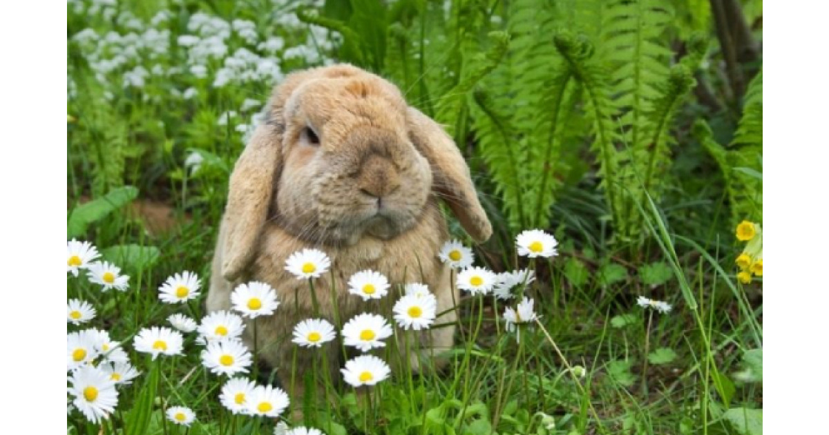 Do's and don'ts wanneer je jouw konijn op het gras laat