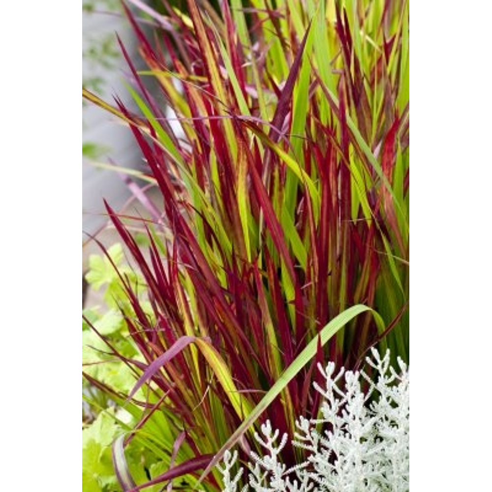 Imperata Red Baron P9