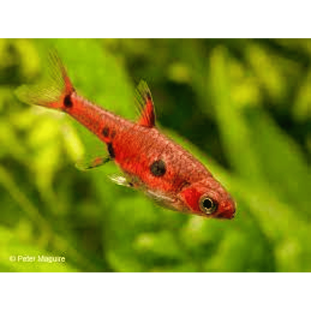 MICRORASBORA RUBESCENS 2,5CM