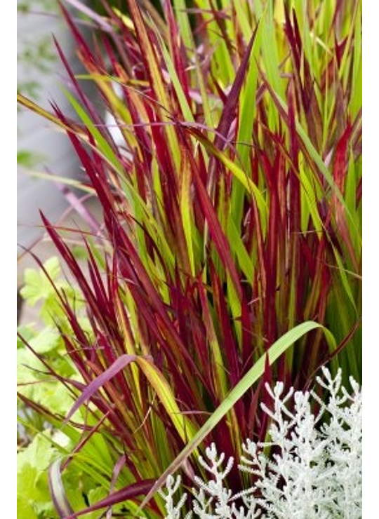 Imperata Red Baron P9